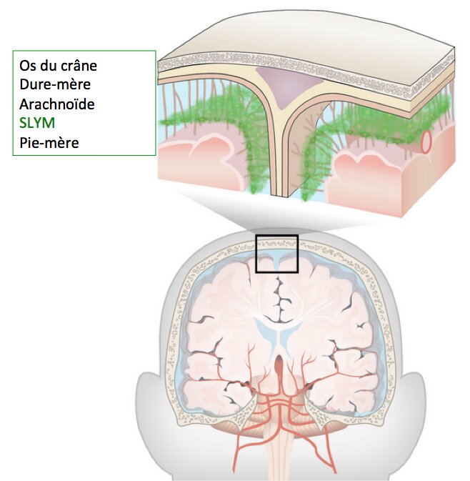 LES LYMPHATIQUES DANS LE CERVEAU